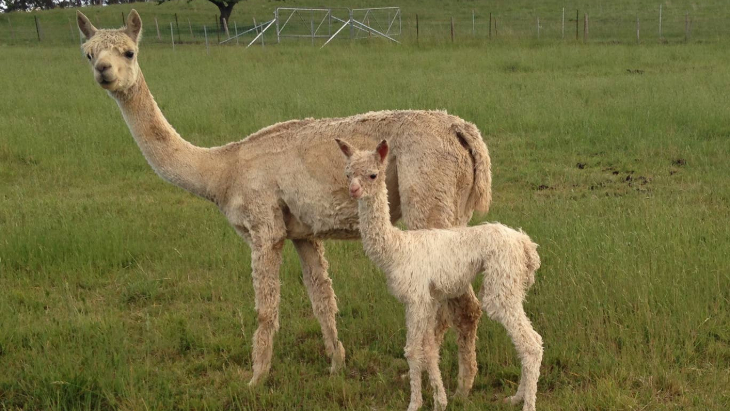Best Alpaca Farm Stays In NSW For Families | ellaslist